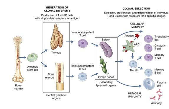 Clonal selection and immunological memory, Immunology